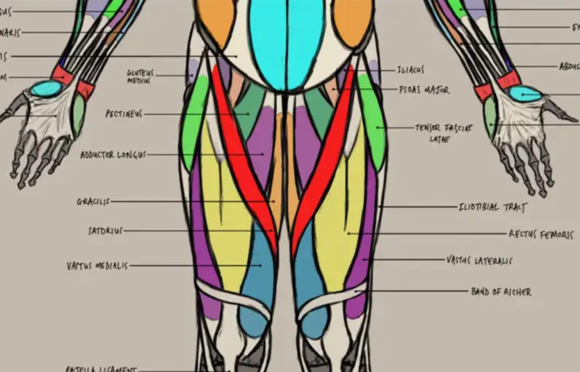 Lower Limb Anatomy Muscles